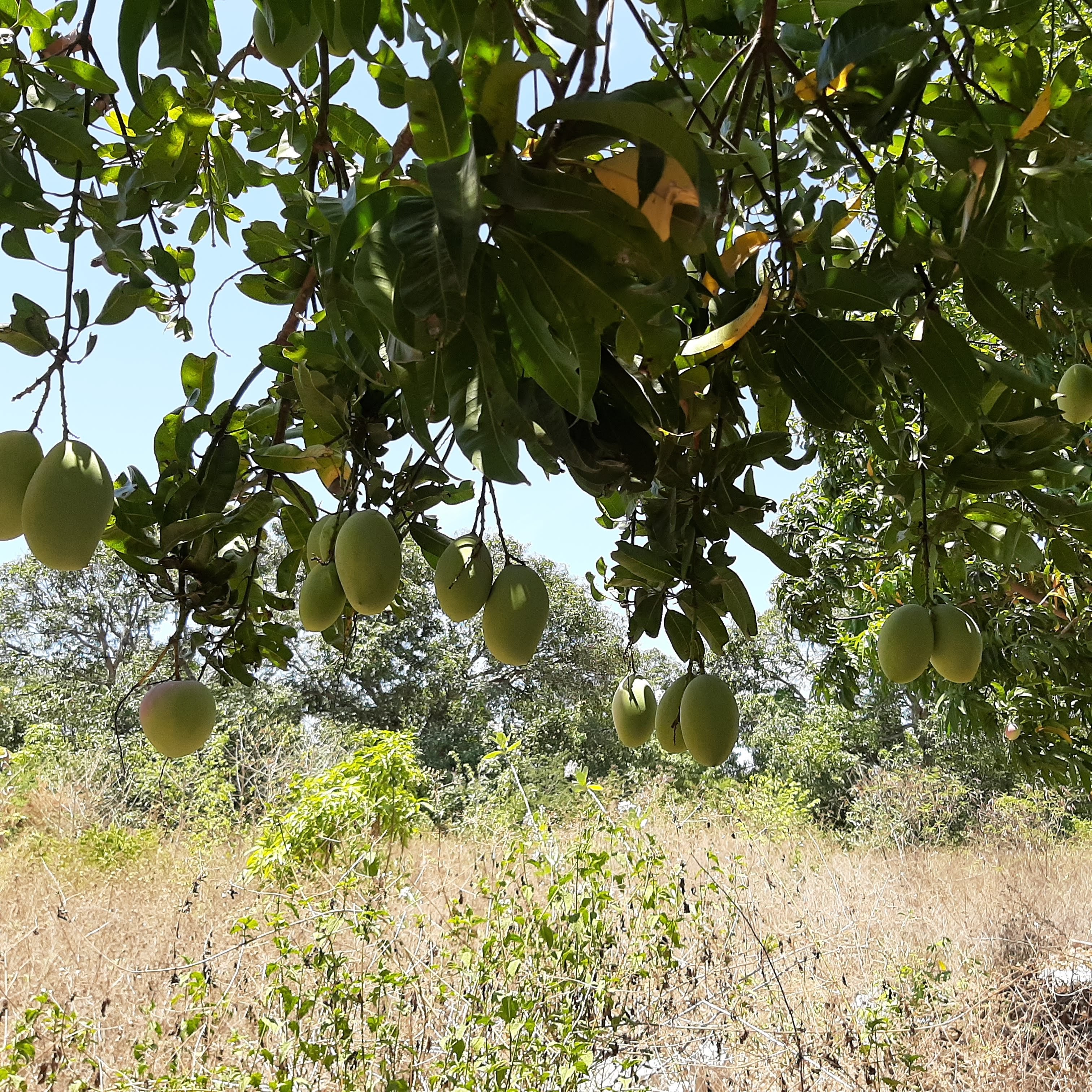 VISIT MANGO FARM TOUR – CHẠM KHÁNH HOÀ