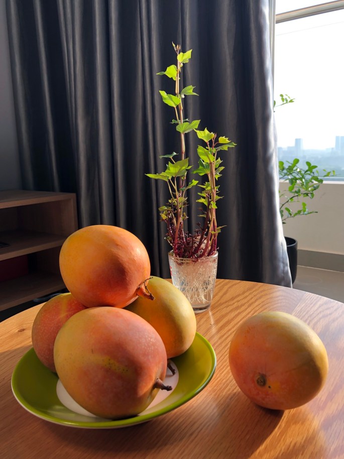 MANGOES IN NHATRANG VIETNAM – CHẠM KHÁNH HOÀ