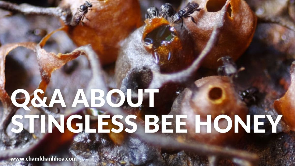 INTERESTING FACTS ABOUT STINGLESS BEE HONEY – CHẠM KHÁNH HOÀ